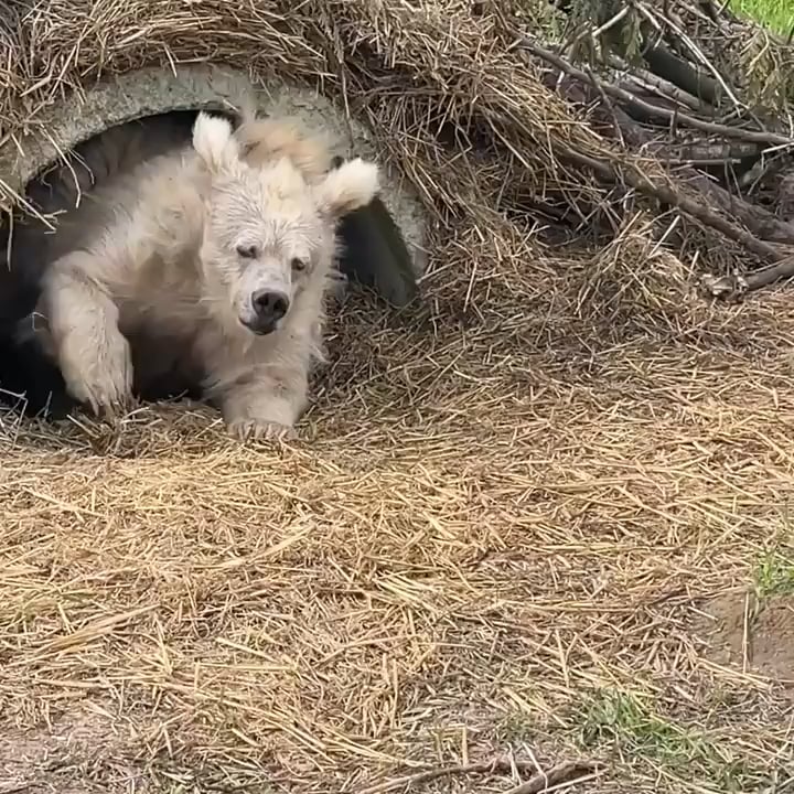 A Himalayan brown bear, named Chada, has recently gone viral for her ...